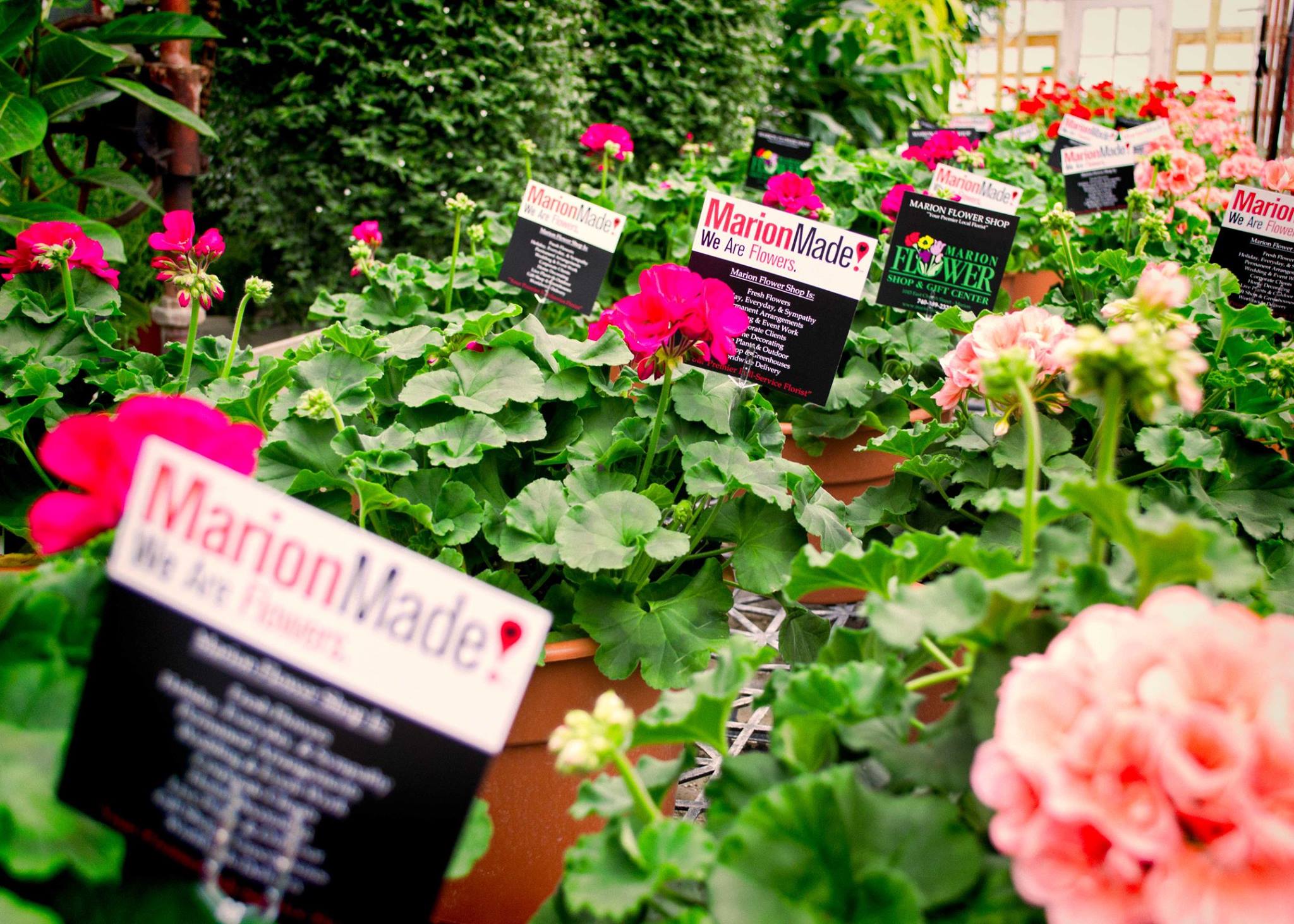 Marion Flower geraniums | MarionMade