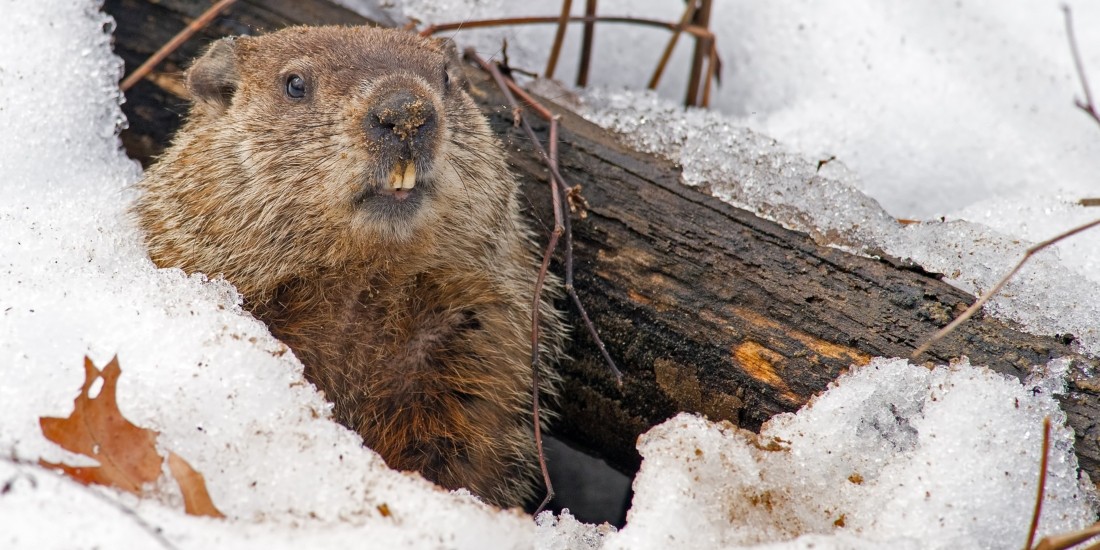 Buckeye Chuck | MarionMade