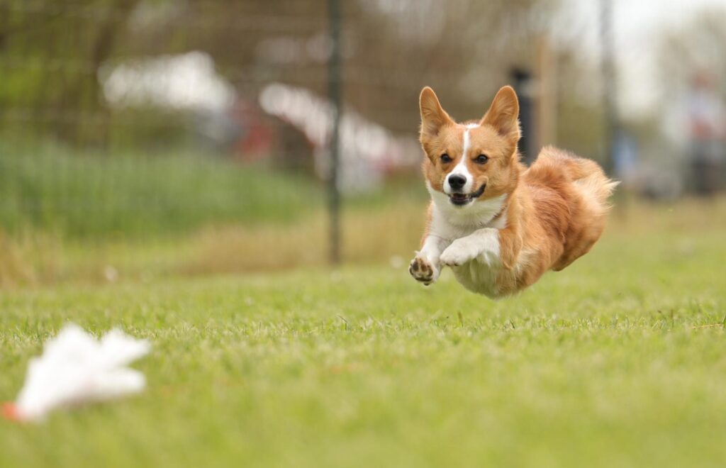 Active Corgi Among Fastest in the Nation | MarionMade