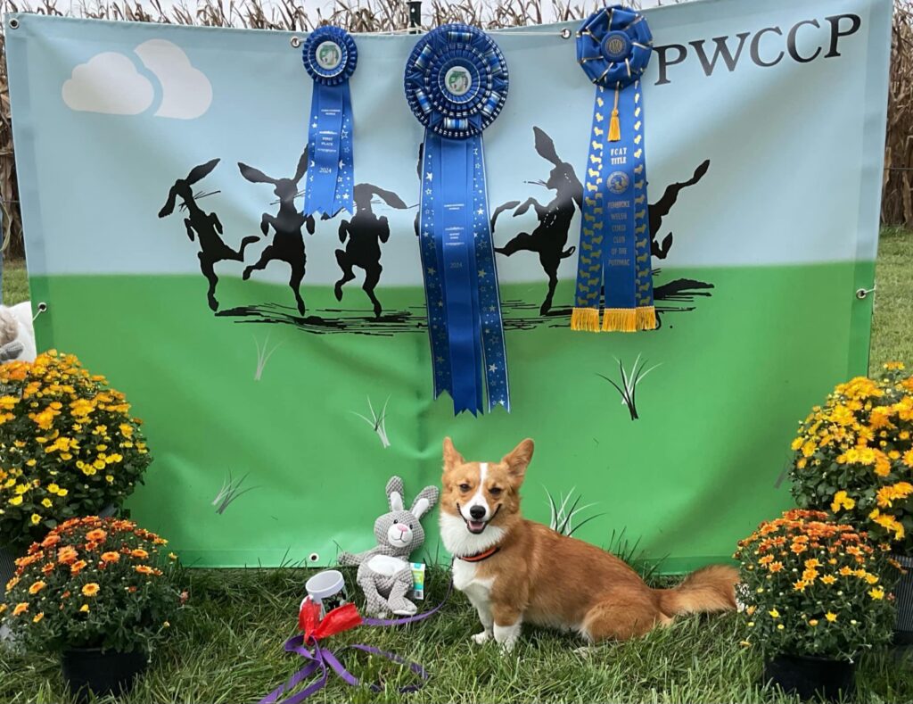 Active Corgi Among Fastest in the Nation | MarionMade