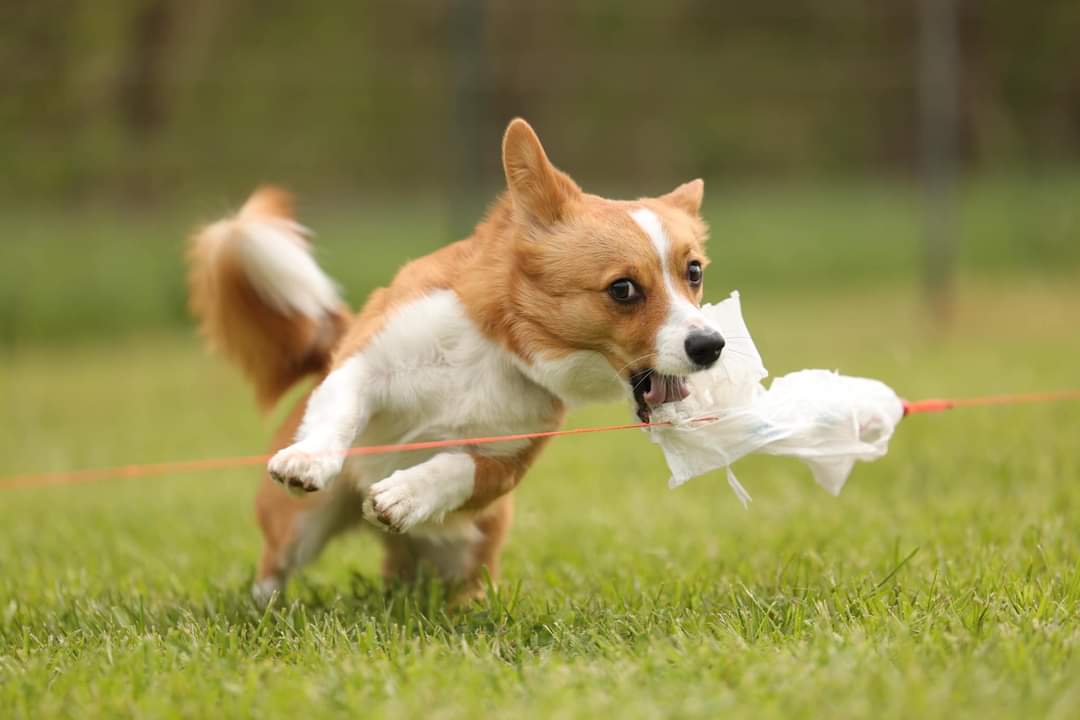 Active Corgi Among Fastest in the Nation | MarionMade