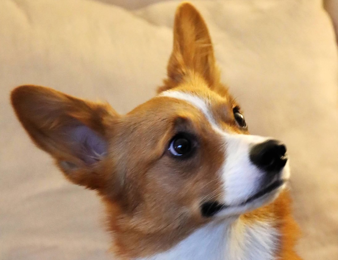 Lily Corgi dog close up snip | MarionMade