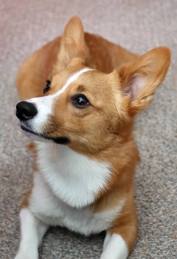 Lily close up with body snip | MarionMade